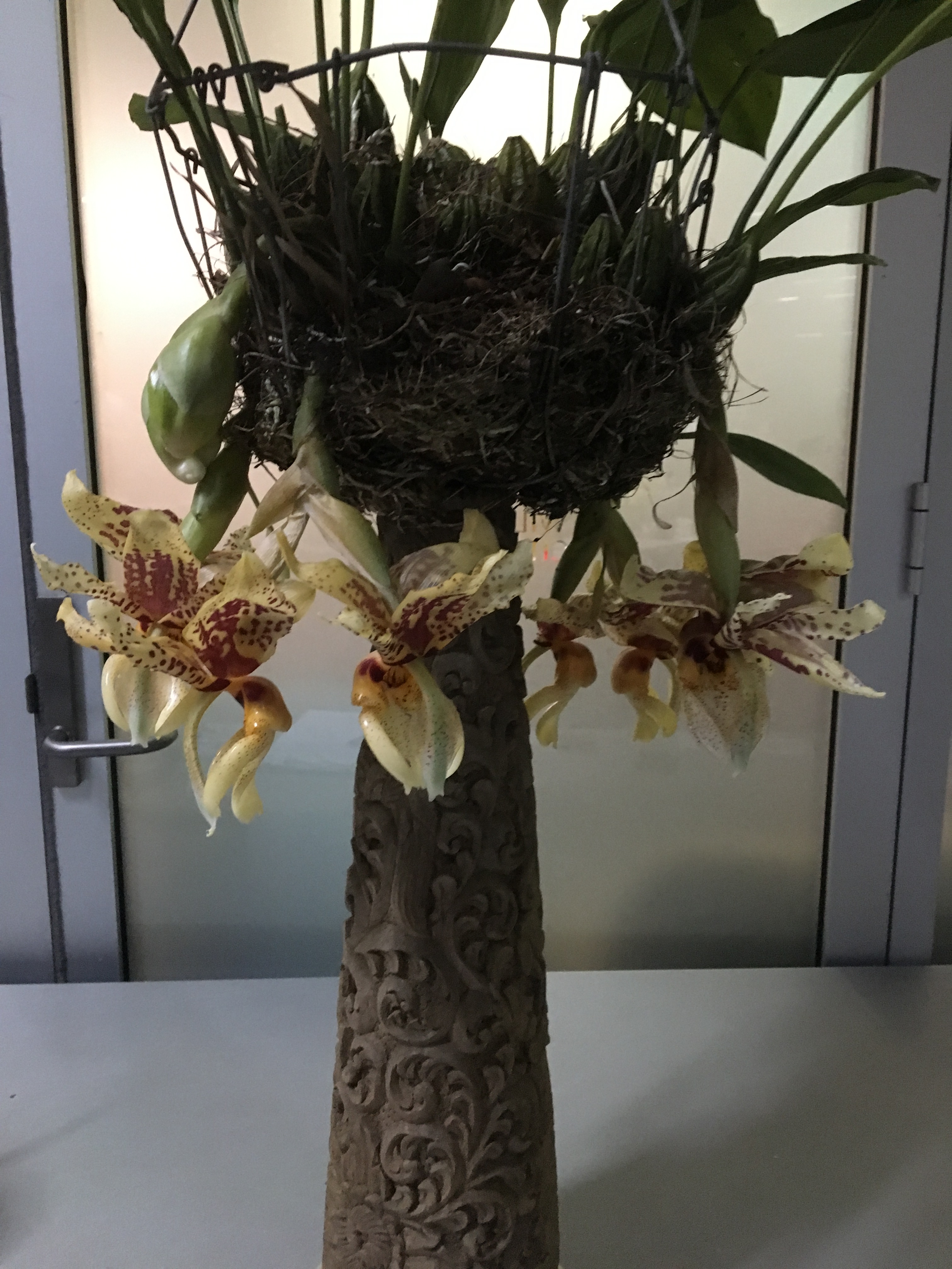 Blog Posts – North Shore Orchid Society